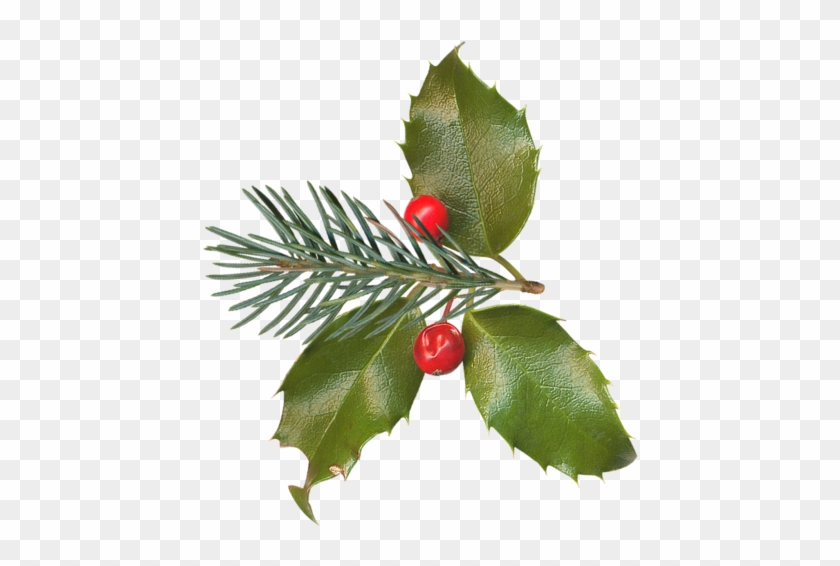 [ Img] - American Holly - Free Transparent PNG Clipart Images Download